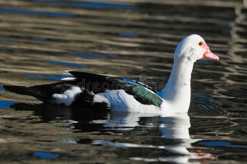 Goose in Water, Photo Picture Digital Image Stock Image - Image of ...