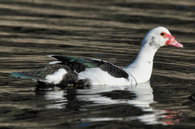 Goose in Water, Photo Picture Digital Image Stock Photo - Image of ...