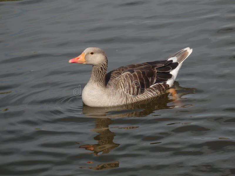 Goose in the water. stock image. Image of ostend, ducks - 41450447