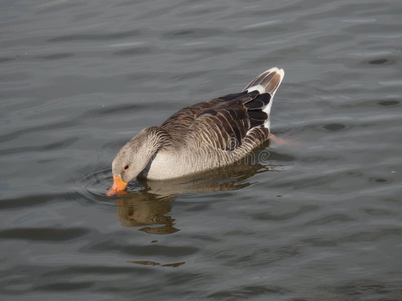 Goose in the water stock photo. Image of mooi, wildlife - 41450460