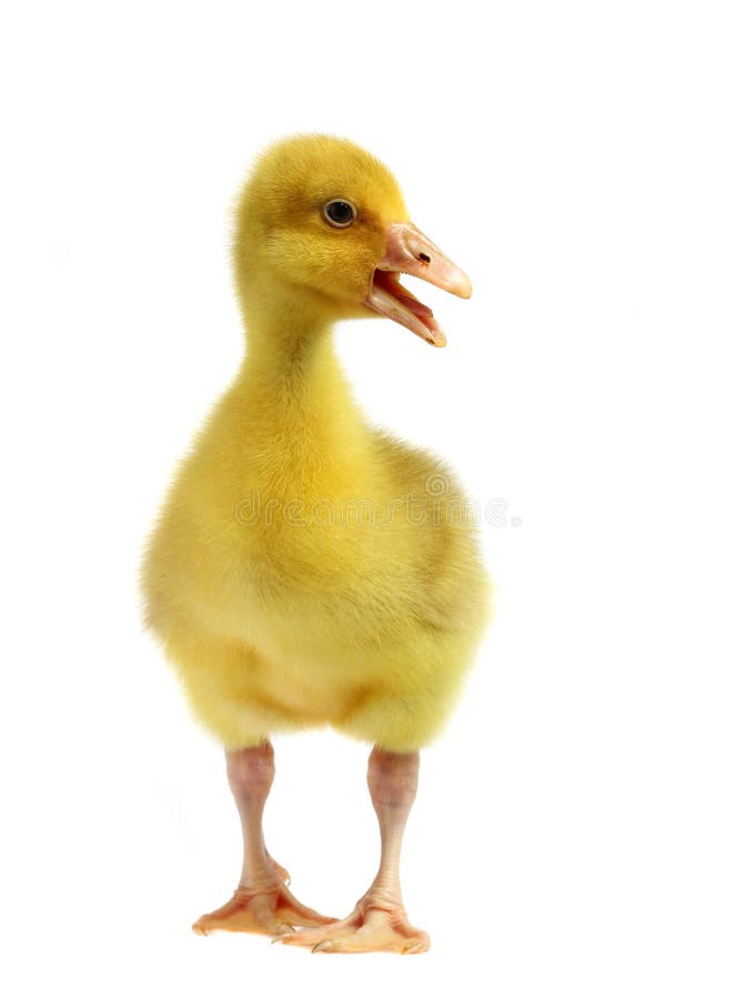 Goose on a White Background Stock Image - Image of goose, feathers ...