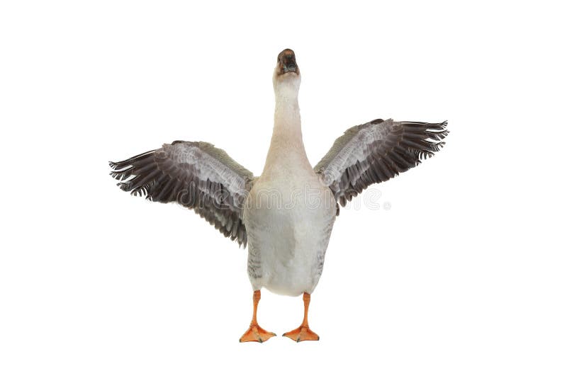 Goose stock image. Image of isolated, alone, white, bird - 30252987