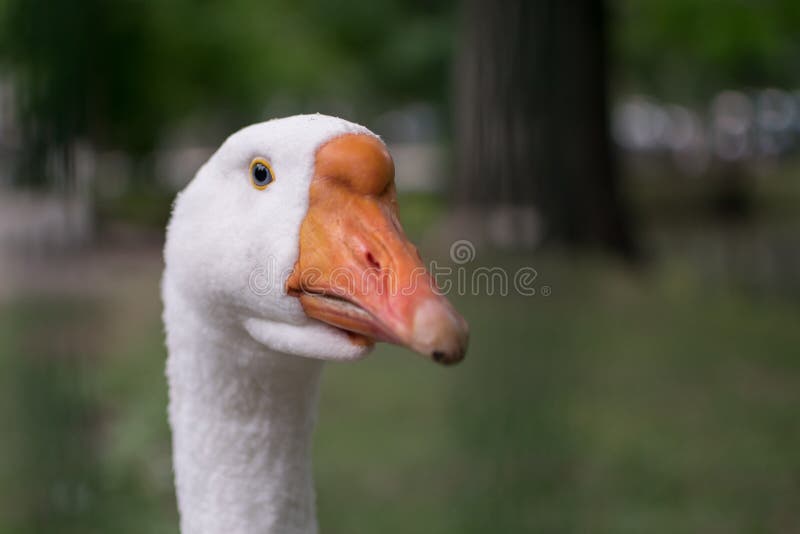 Laughing Goose stock photo. Image of smile, wildlife - 10652882