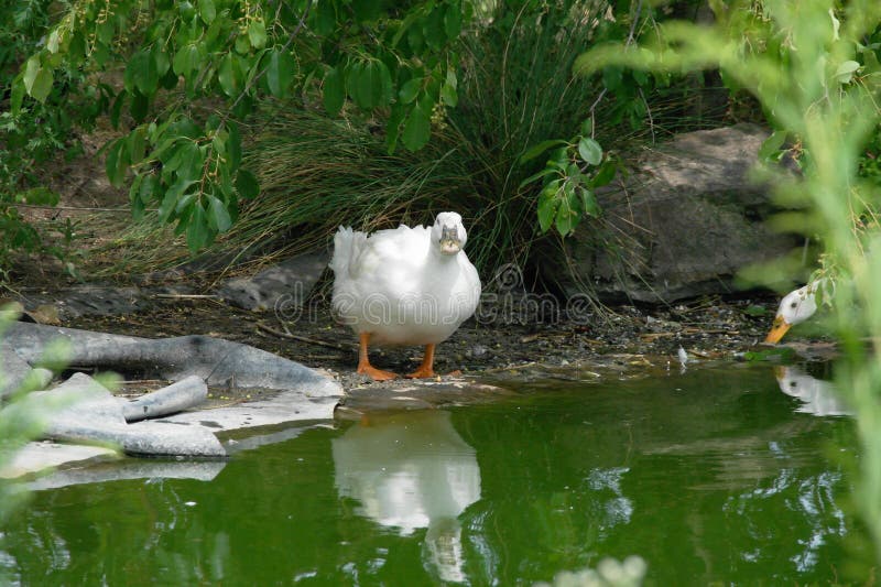 Goose stock photo. Image of feather, duck, waves, white - 93400538