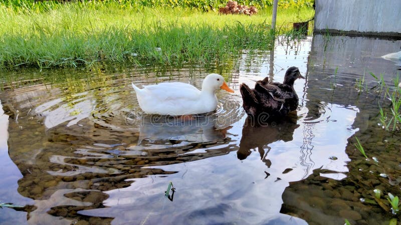 GOOSE & WHITE PEKIN Duck ,India Stock Photo - Image of domestic, dish ...