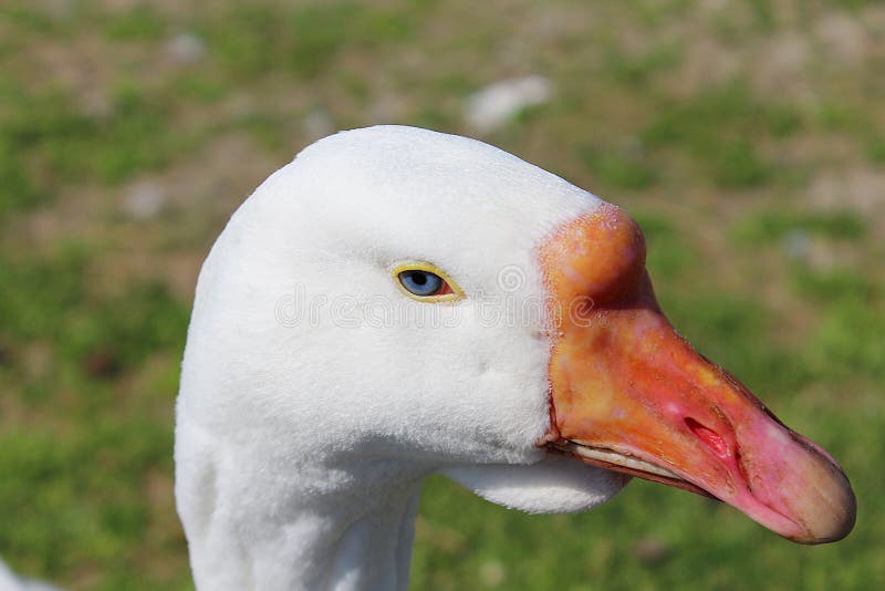 163 Sad Goose Stock Photos - Free & Royalty-Free Stock Photos from ...