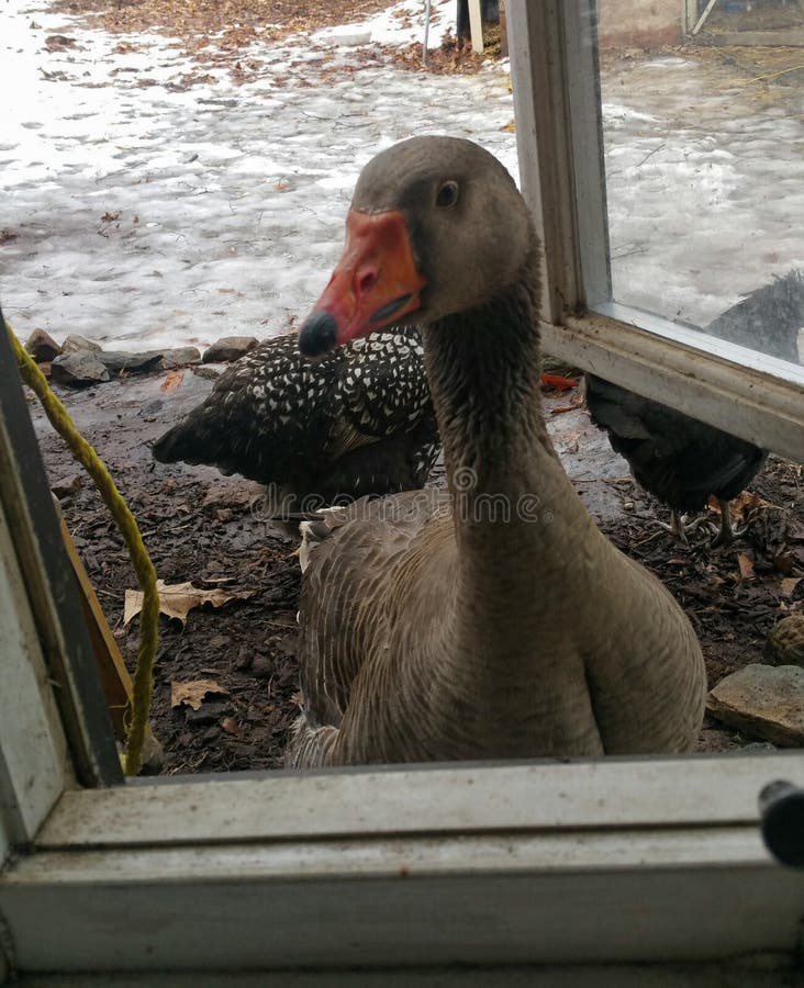 Goose in window stock photo. Image of window, looking - 84850710