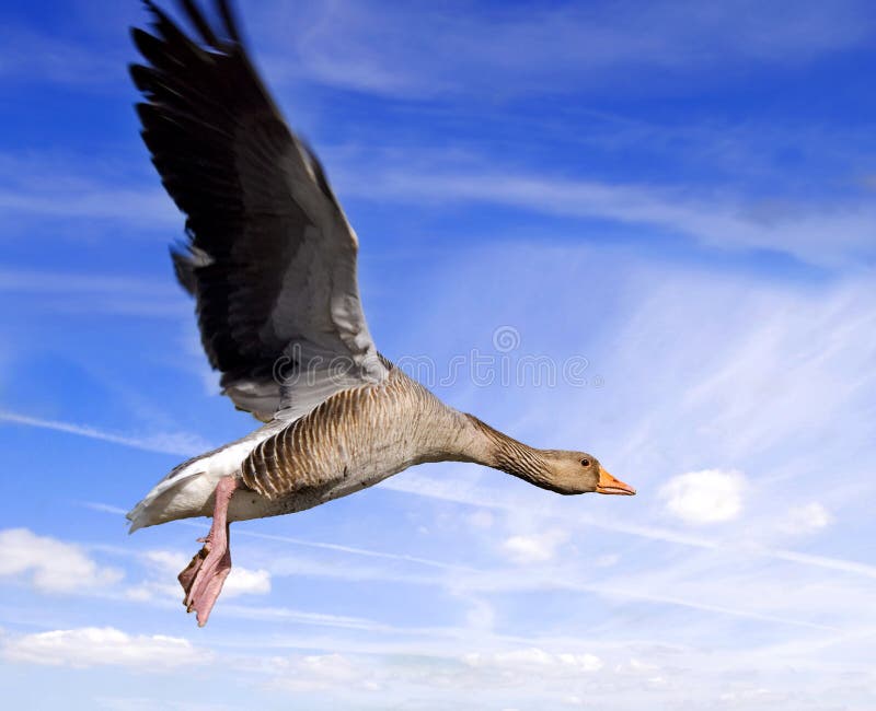 Goose on the wing stock image. Image of plumage, geese - 1609249