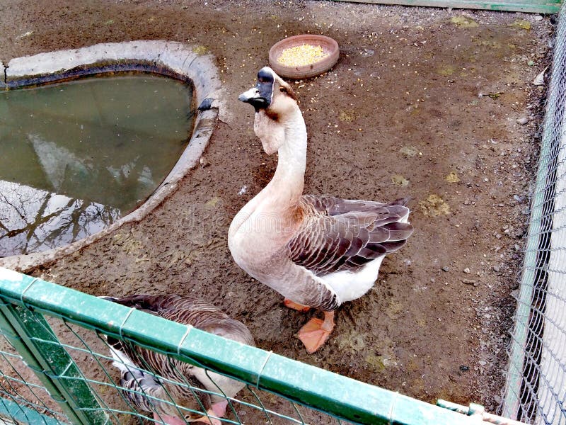 Goose in zoo stock photo. Image of goose, bird, wild - 141637380