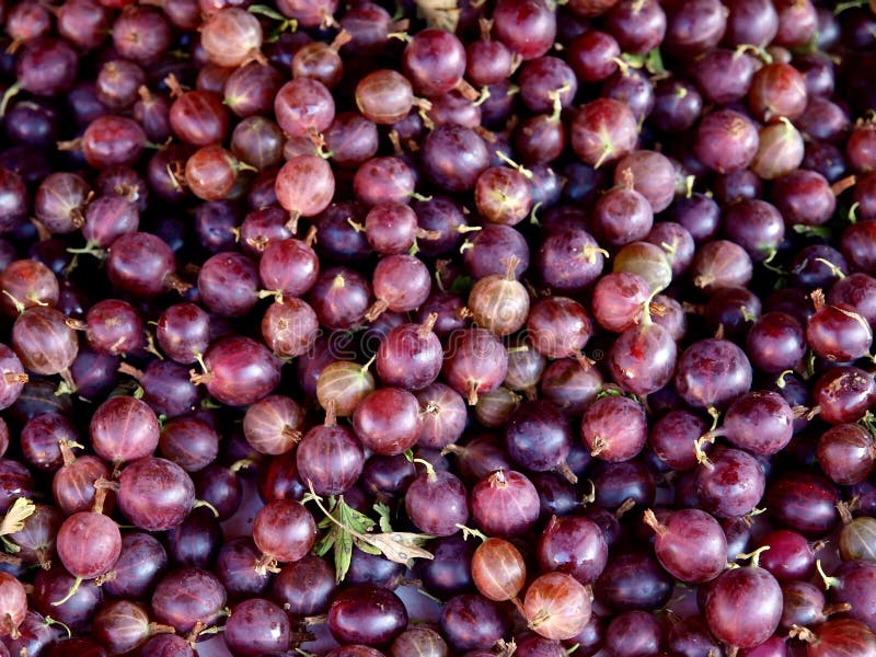Gooseberries stock photo. Image of healthy, fresh, snack - 10603976