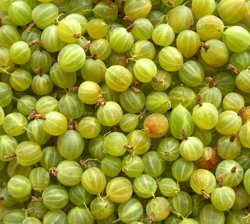 Gooseberries. stock image. Image of green, fresh, health - 15197027