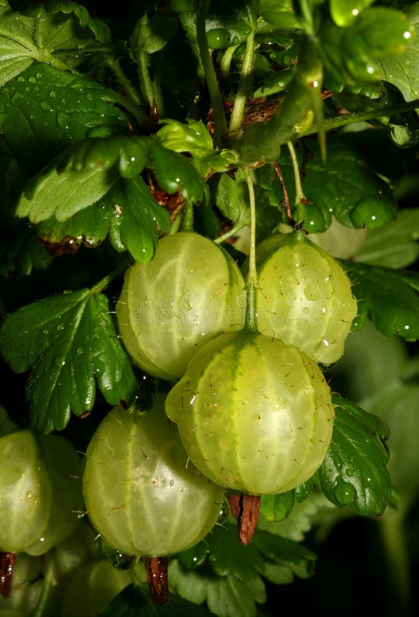 Gooseberries stock photo. Image of food, conservation - 14554514