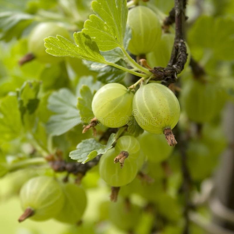 Gooseberries 2 stock image. Image of wild, five, little - 9713649