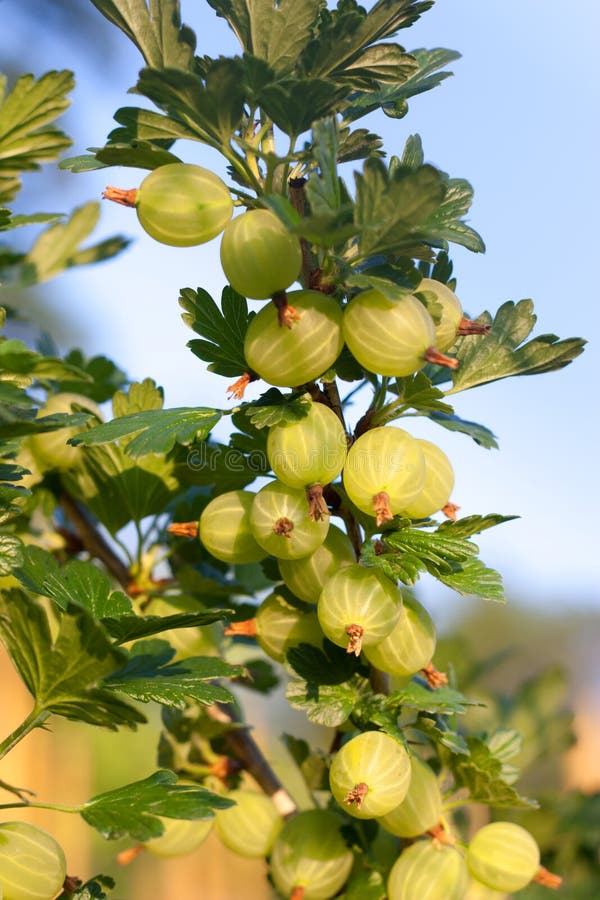 Gooseberries stock photo. Image of health, orchard, tree - 25811496