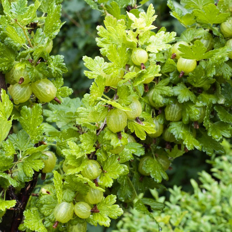 Gooseberries stock image. Image of leaves, berry, botany - 26107395