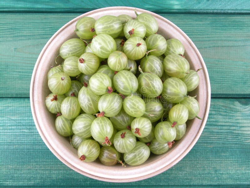 Gooseberries stock image. Image of gooseberries, berry - 907645