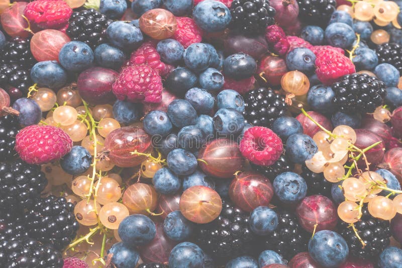 Gooseberries, Blueberries, Mulberry, Raspberries, White and Red ...