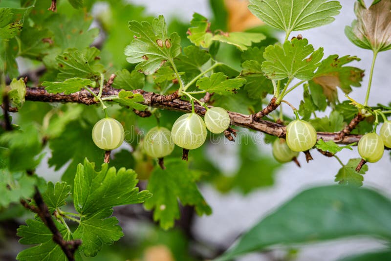 Gooseberries are the Edible Fruit Stock Image - Image of delicious ...