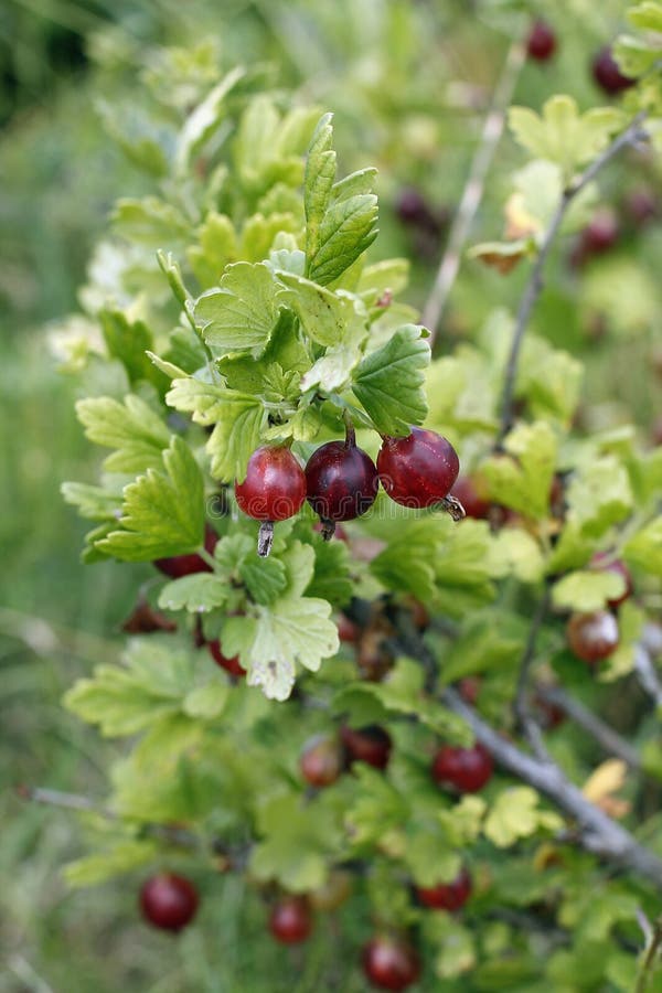 Gooseberry branch stock image. Image of agriculture, ripe - 56929431