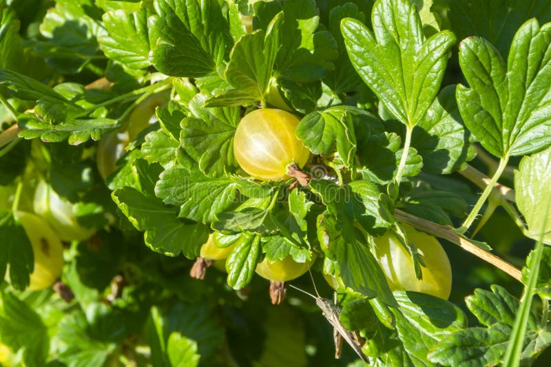 Gooseberries in the Sun on a Branch. Summer Mood, Summer Taste Stock ...