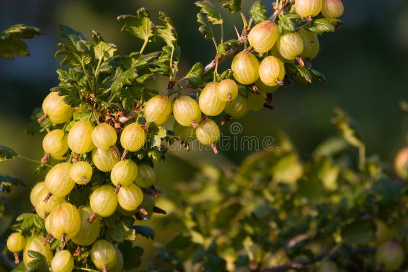 Gooseberry stock image. Image of harvest, gooseberry - 11387479