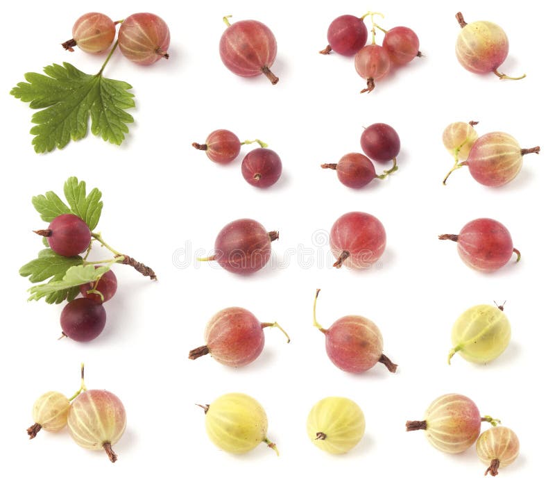 Gooseberry stock image. Image of isolated, eating, food - 13591787