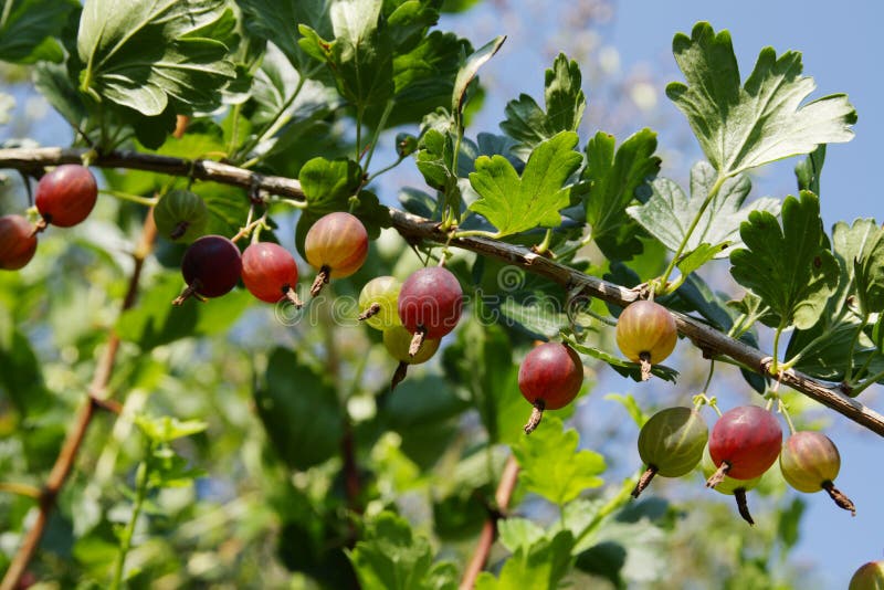 Gooseberry stock photo. Image of russian, bersenyev, marmalade - 75037980