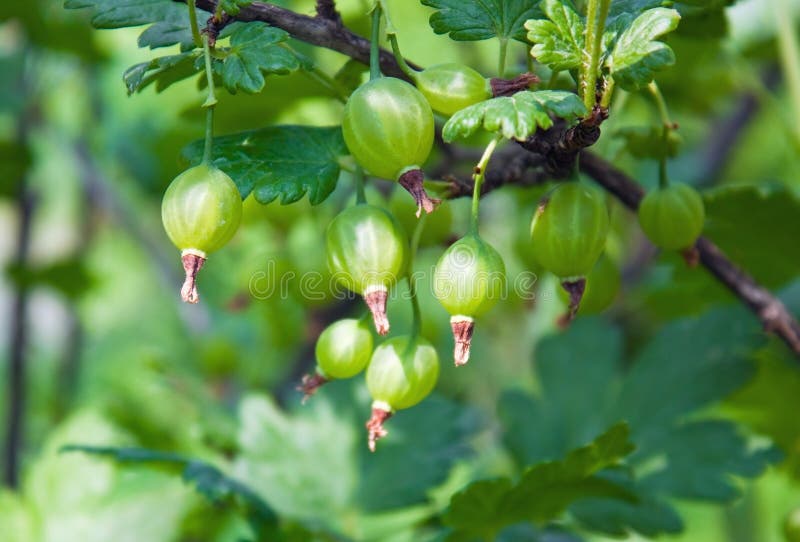 Goose berries stock image. Image of blur, close, color - 15895887
