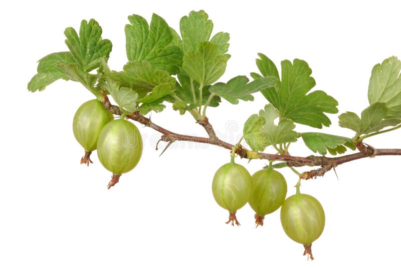 GOOSEBERRY stock image. Image of gooseberry, fruit, closeup - 2595151