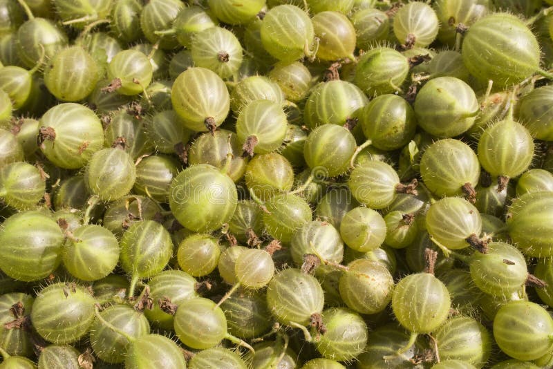 Gooseberry stock image. Image of background, vegetable - 5883945