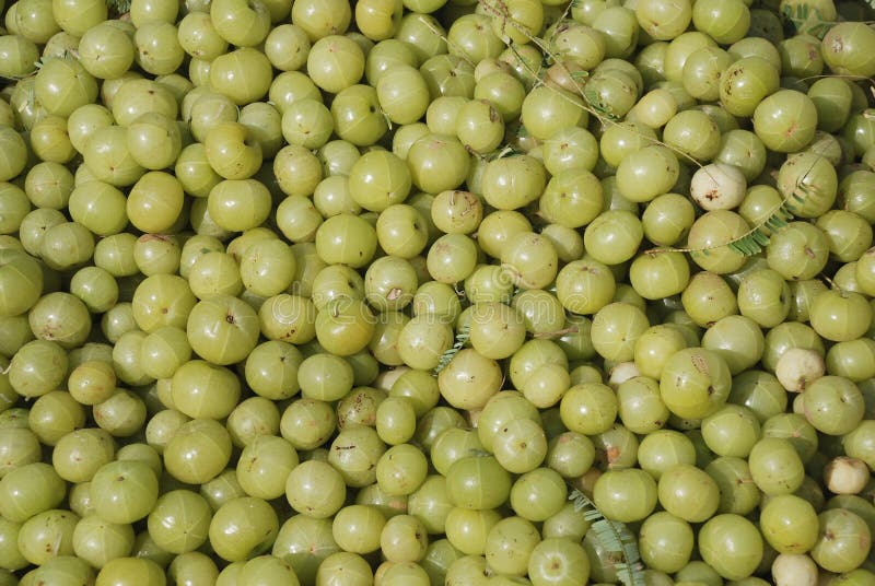 Gooseberry stock photo. Image of acid, india, calories - 7034460