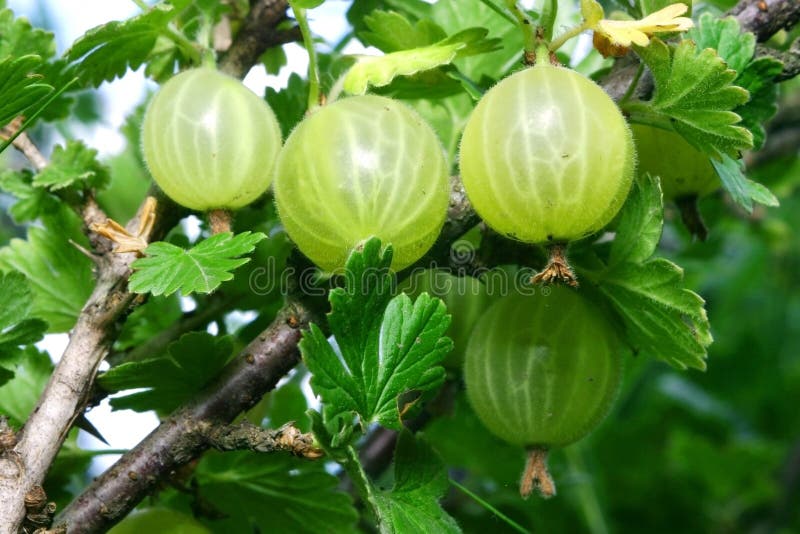 Gooseberry stock photo. Image of russian, bersenyev, marmalade - 75037980