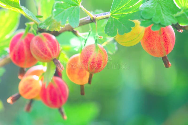 Gooseberry. stock image. Image of color, agriculture, food - 7519647