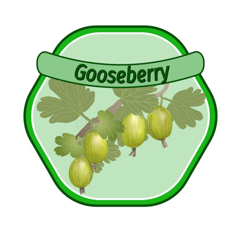 Vector gooseberry label stock vector. Illustration of aroma - 122093641