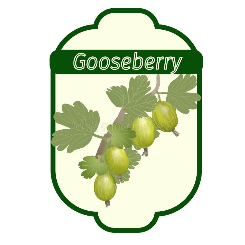Vector gooseberry label stock vector. Illustration of filling - 122093716