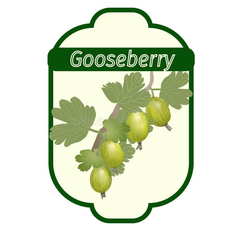 Vector gooseberry label stock vector. Illustration of filling - 122093716