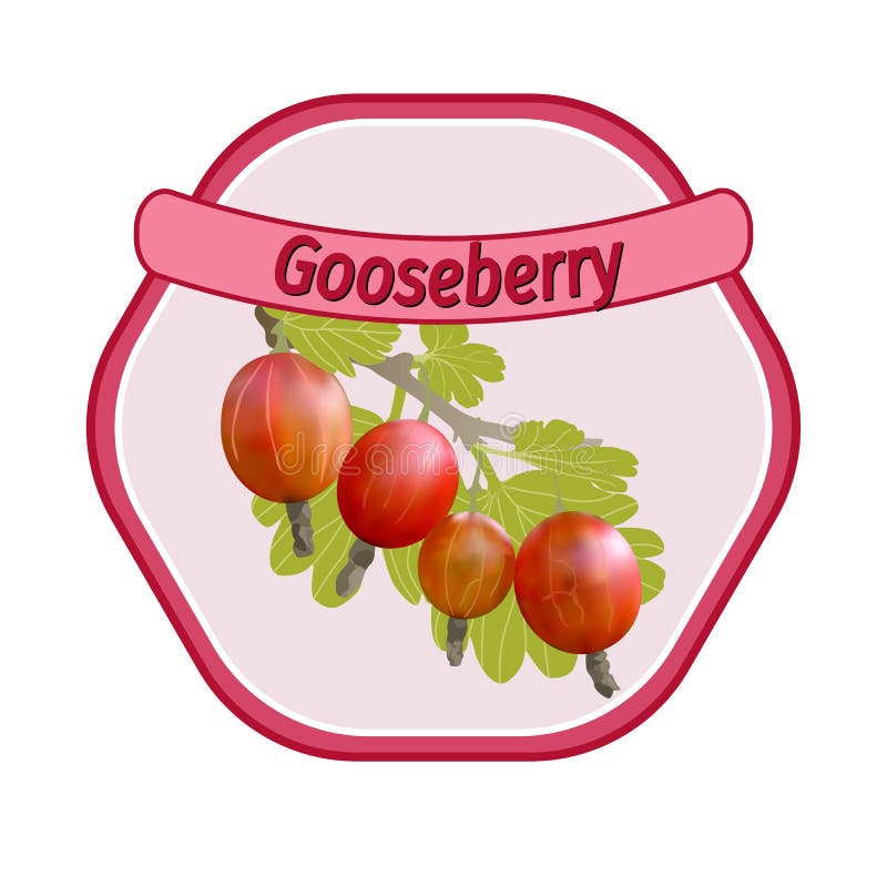 Vector gooseberry label stock vector. Illustration of dessert - 122093792