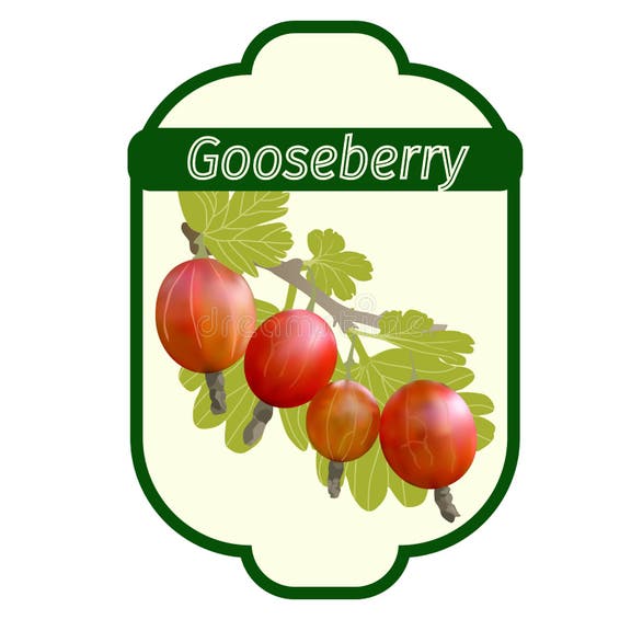 Vector gooseberry label stock vector. Illustration of aromatherapy ...