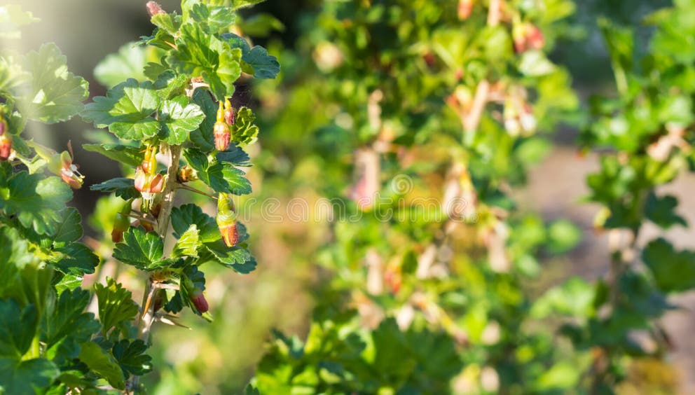 Gooseberry bush in bloom stock image. Image of sunny - 53500361