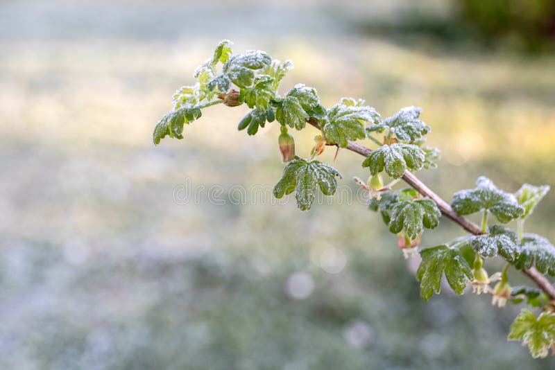 Gooseberry Bush Frost Spring Stock Photos - Free & Royalty-Free Stock Photos from Dreamstime