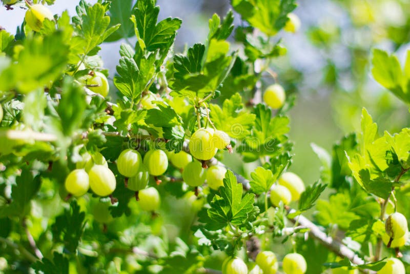 Gooseberry Bush with Large Green Leaves and Berries Stock Image - Image ...