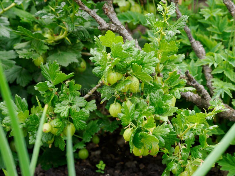 Gooseberry Bush with Large Ripe Green Fruit in a Lush Garden Setting ...