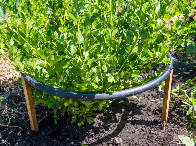 Gooseberry Bush Support from Plastic Water Pipe Stock Image - Image of ...