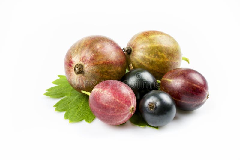 Gooseberry and Currant Berries Isolated on a White Background Stock ...