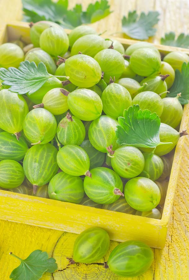 Gooseberry stock image. Image of gooseberry, closeup - 33658063