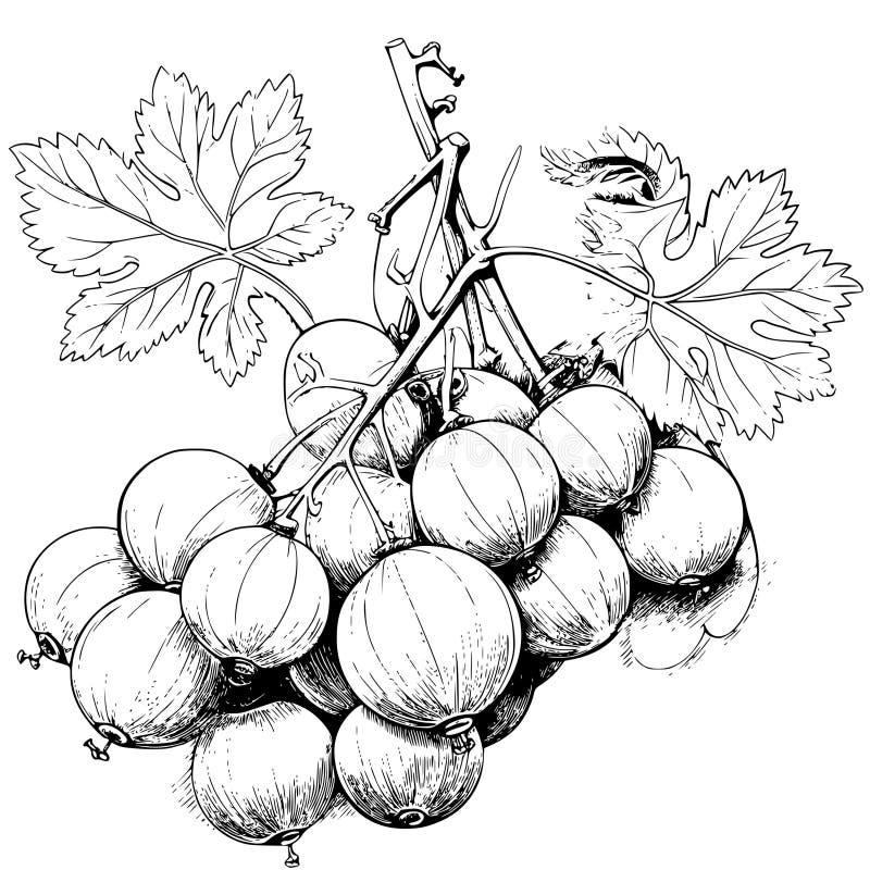 Gooseberry Fruit Coloring Pages for Kids Stock Vector - Illustration of ...