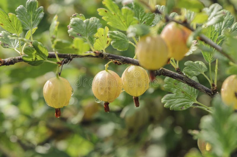 Gooseberry stock photo. Image of isolated, picking, freshness - 41541860