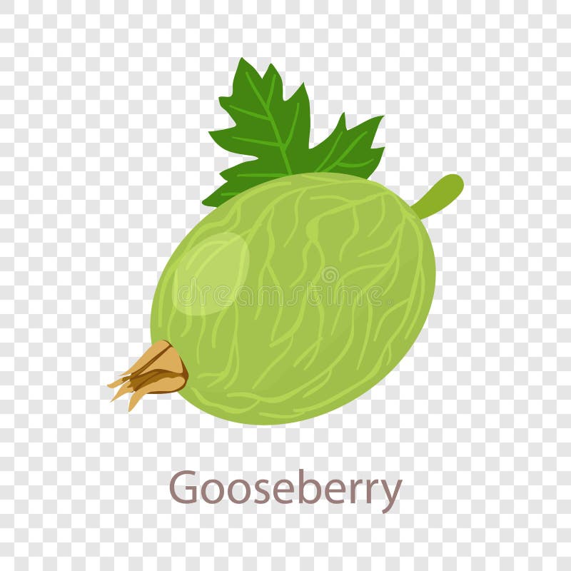 Gooseberry Icon, Isometric 3d Style Stock Vector - Illustration of ... Gooseberry Icon, Isometric 3d Style Stock Vector - Illustration of ...