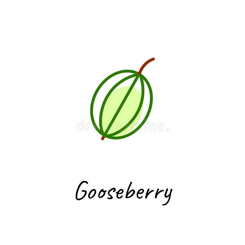 Gooseberry Icon Vector Illustration. Outline Colored Style. Stock ...