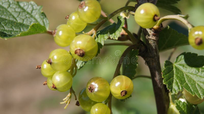 Gooseberry editorial photography. Image of shows, gooseberry - 56635102
